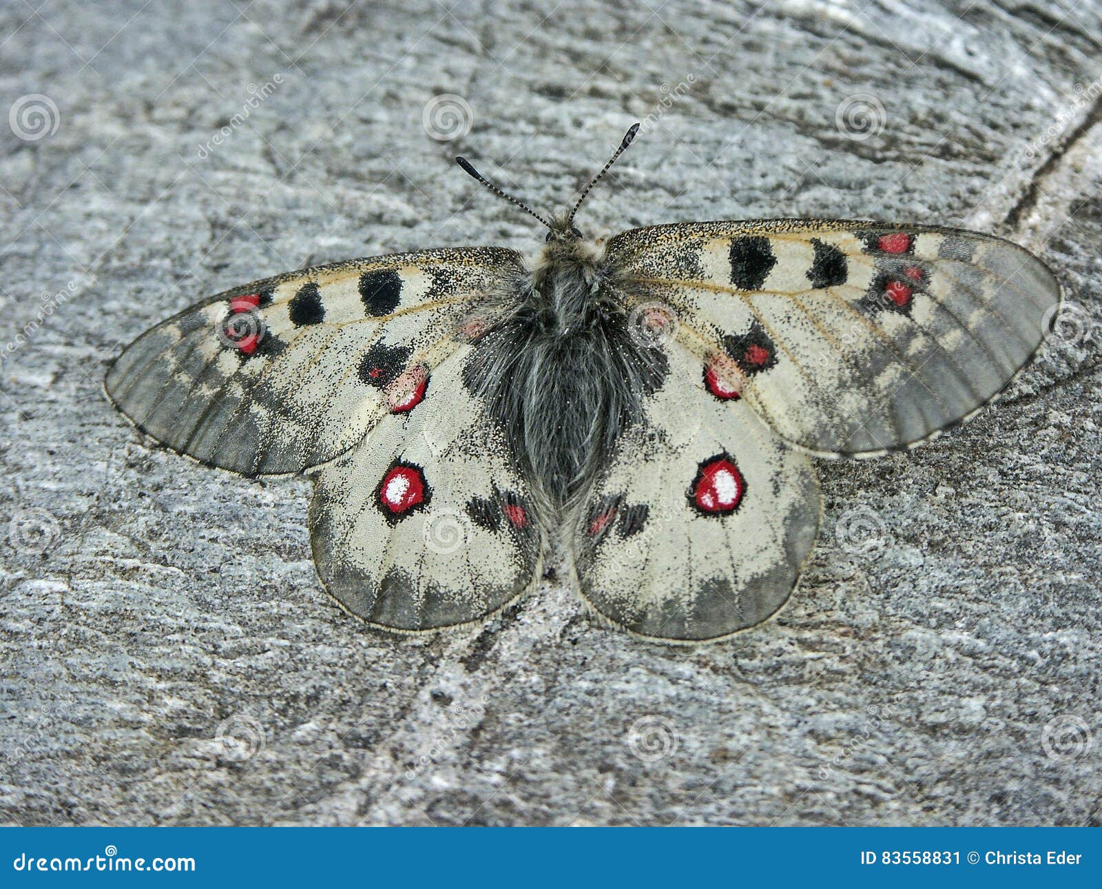 Apollo Butterfly - Parnassius Apollo Royalty-Free Stock Photo ...