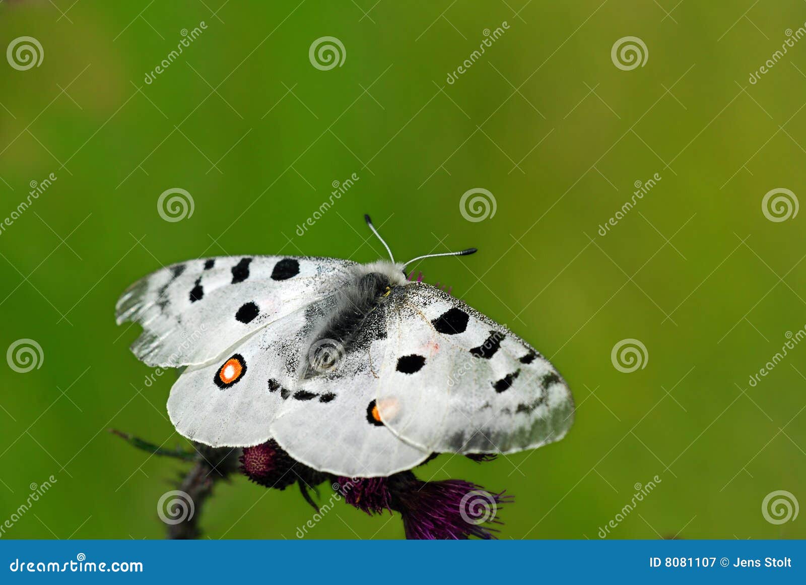 Apollo motyl obraz stock. Obraz złożonej z skrzydło, motyl - 8081107