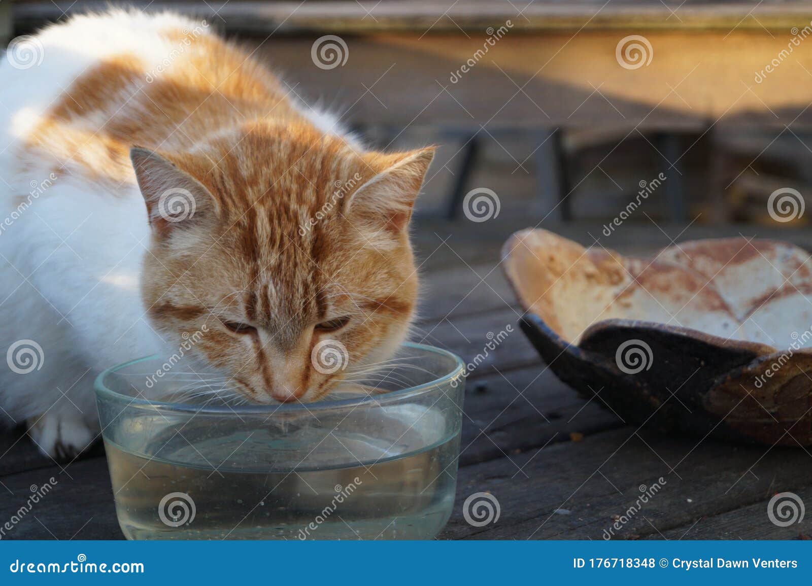 Apollo stock photo. Image of eating, baby, eyes, furry - 176718348