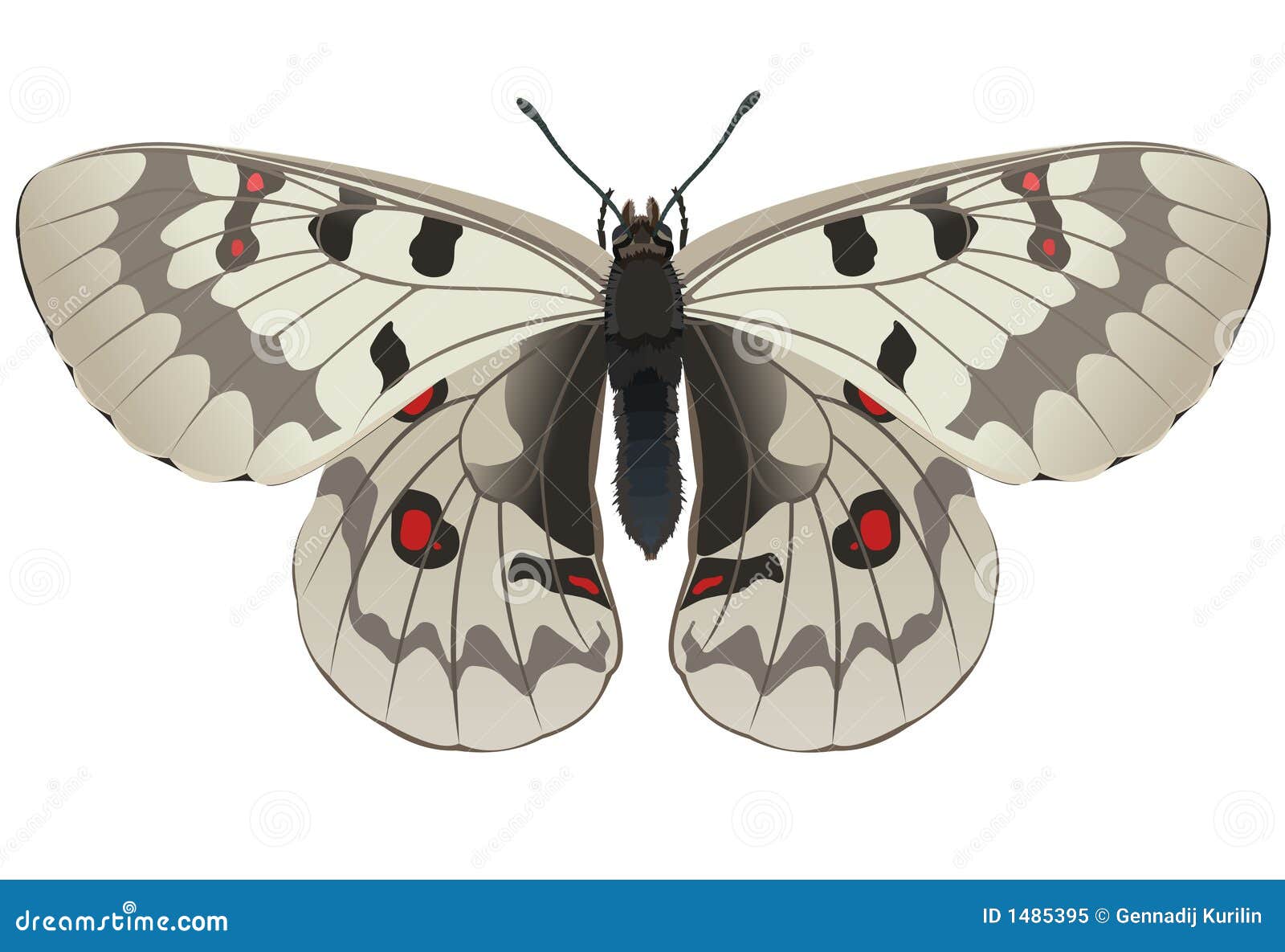 Apollo Parnassius Jacquemonti Stock Vector - Illustration of parnassius ...