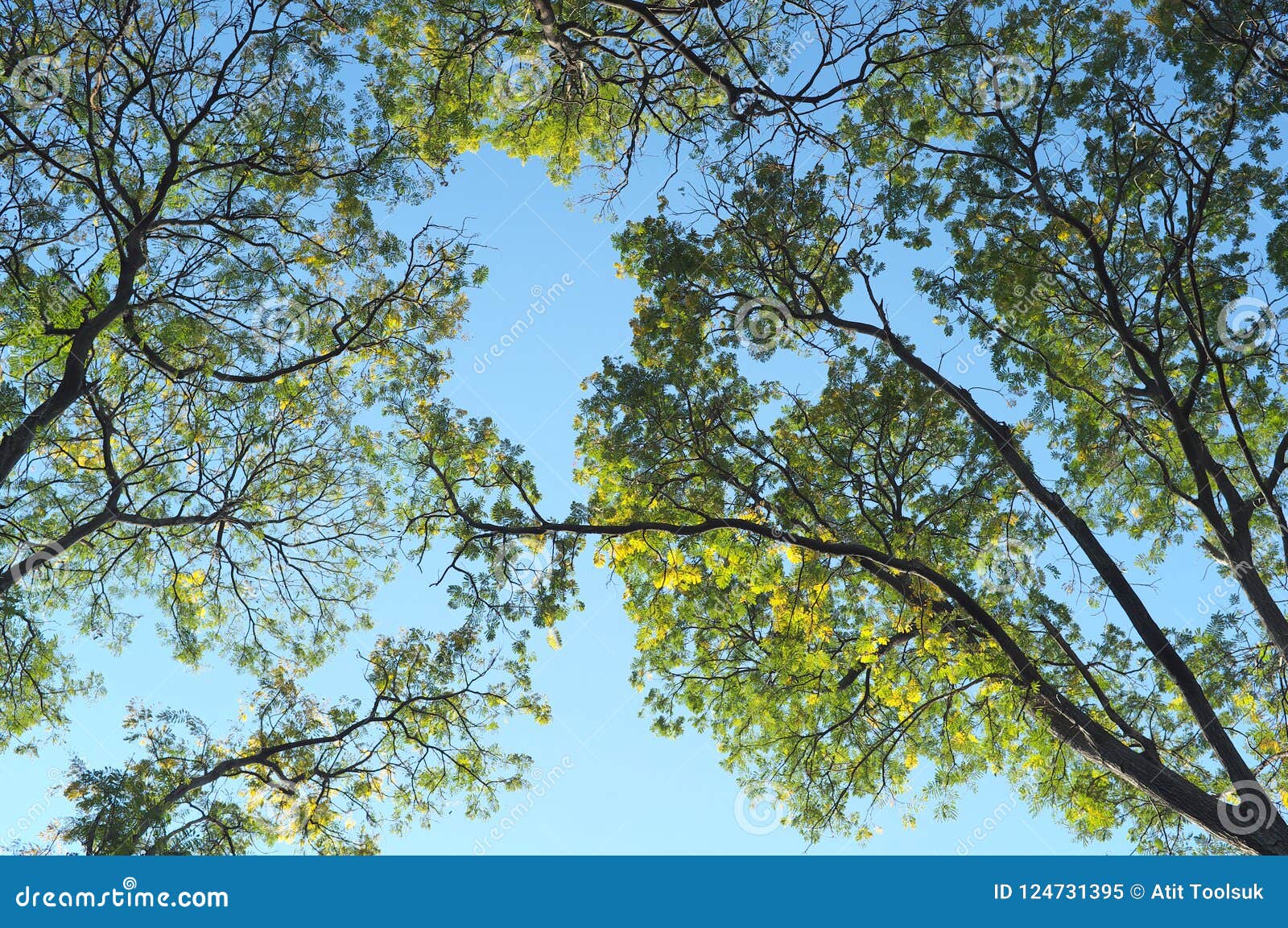 Amazing Scenery with Tree and the Sky Stock Image - Image of beauty ...