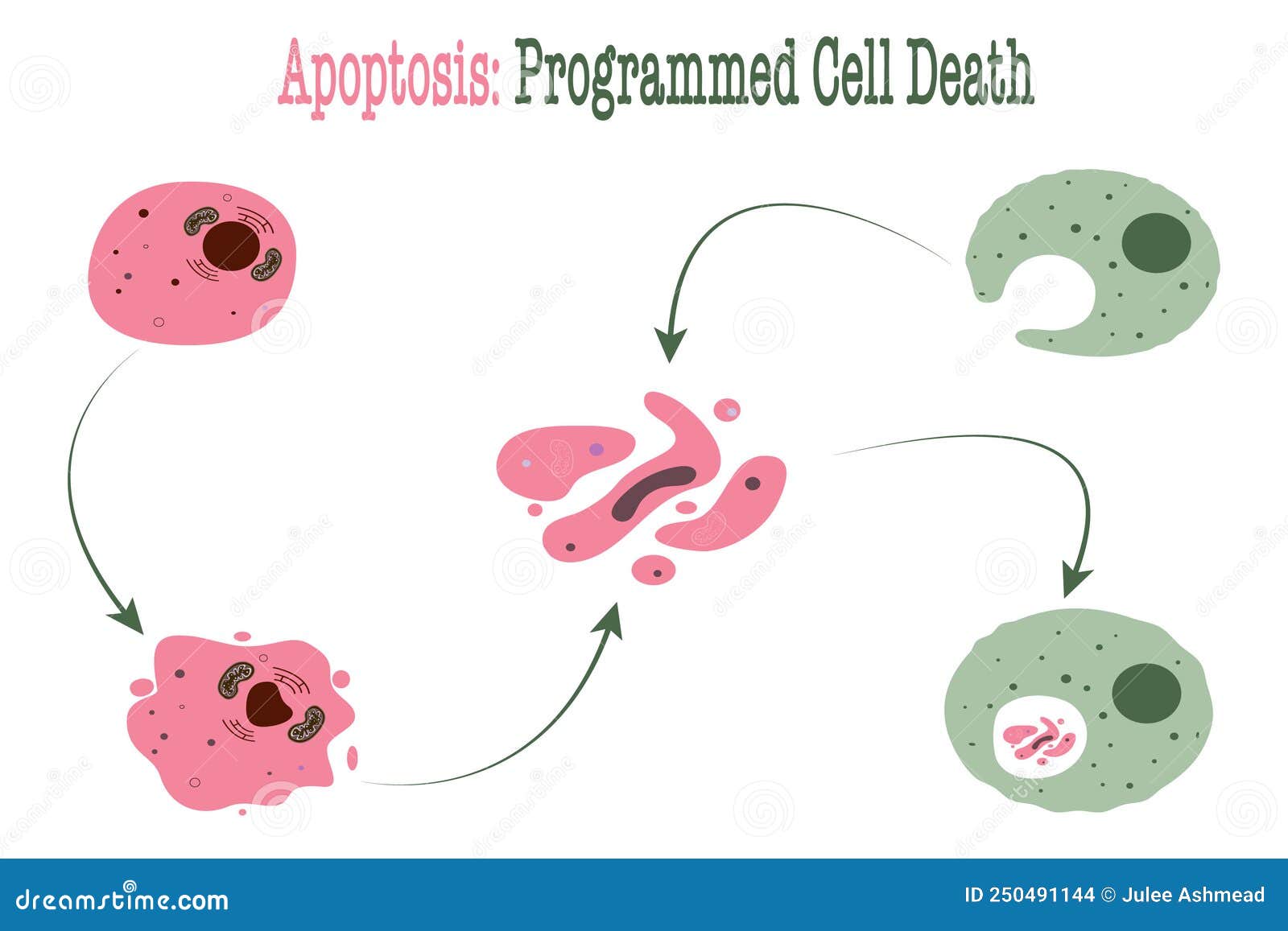 Apoptosis: Programmed Cell Death Stock Vector - Illustration of drawing ...