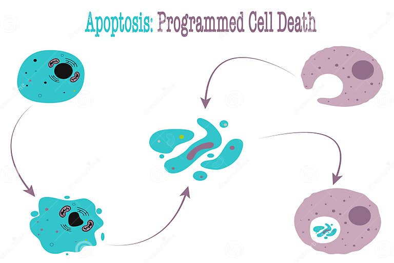 Apoptosis: Programmed Cell Death Stock Vector - Illustration of ...