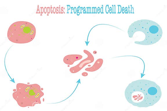 Apoptosis Vector Illustration Diagram Stock Illustration - Illustration ...