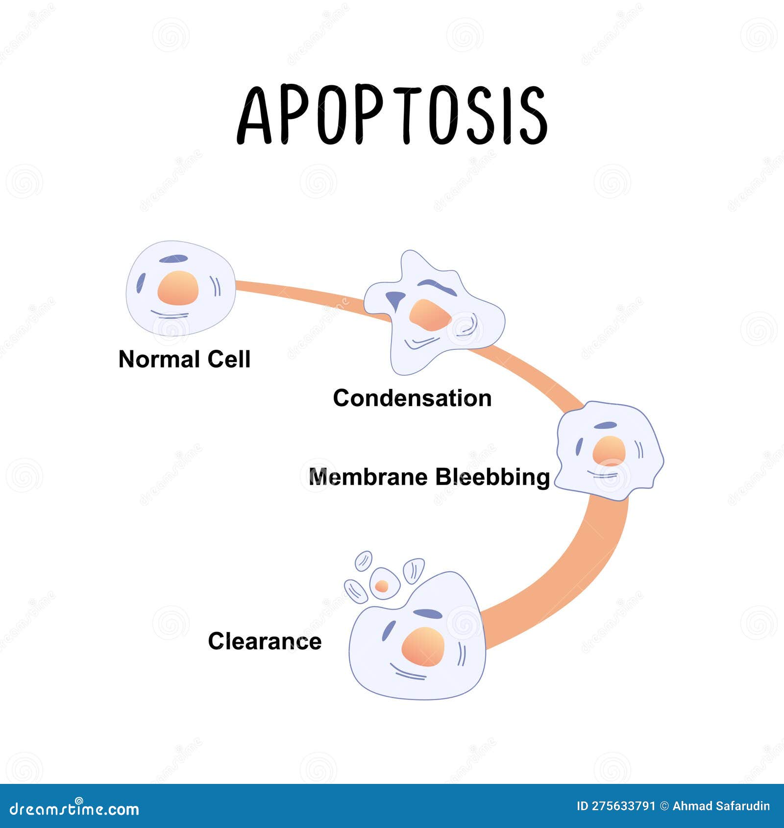 Apoptosis (Programmed Cell Death): The Natural Process Of Cell Death ...