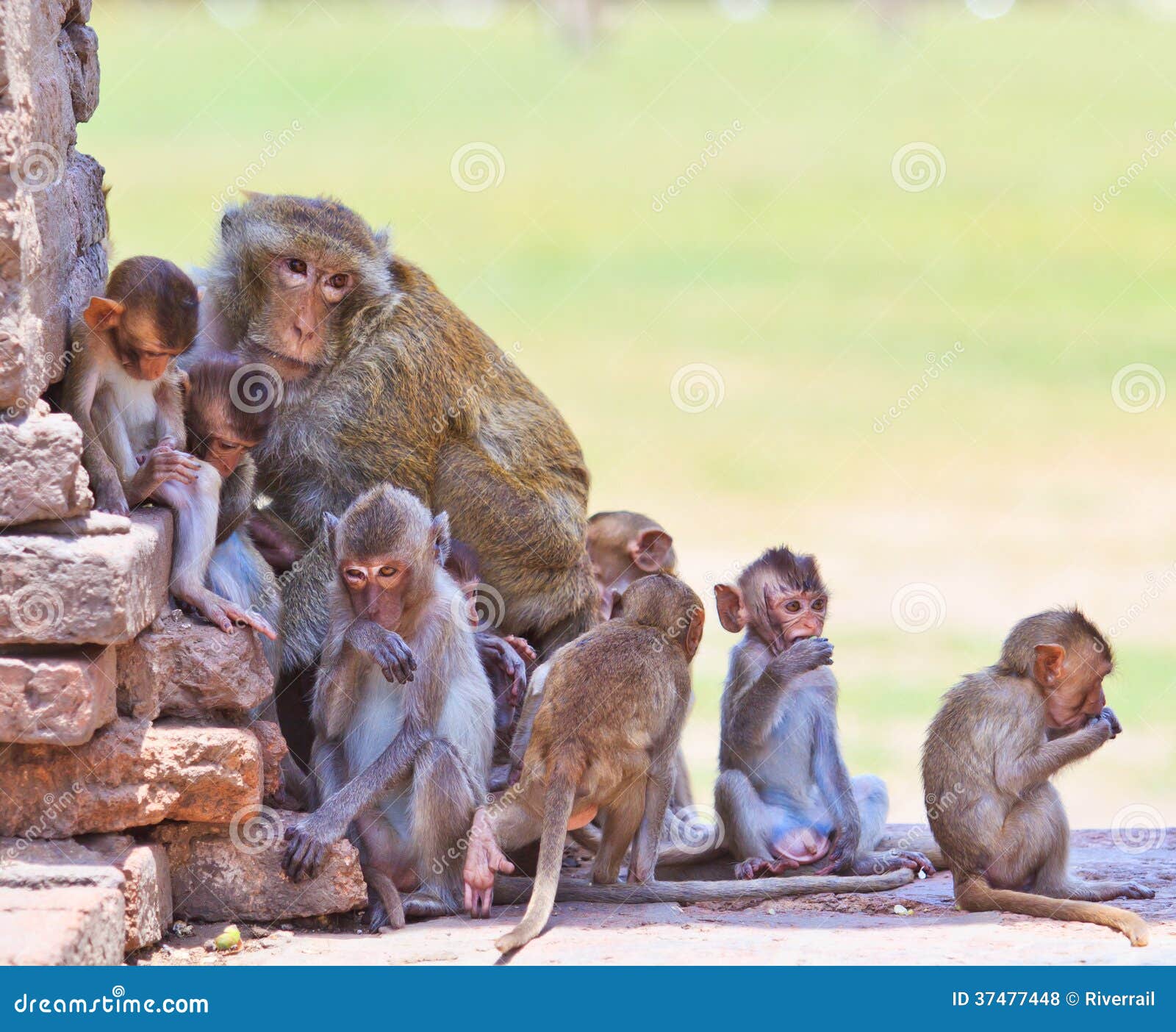 Apor arkivfoto. Bild av skönhet, ansa, moder, anläggning - 37477448