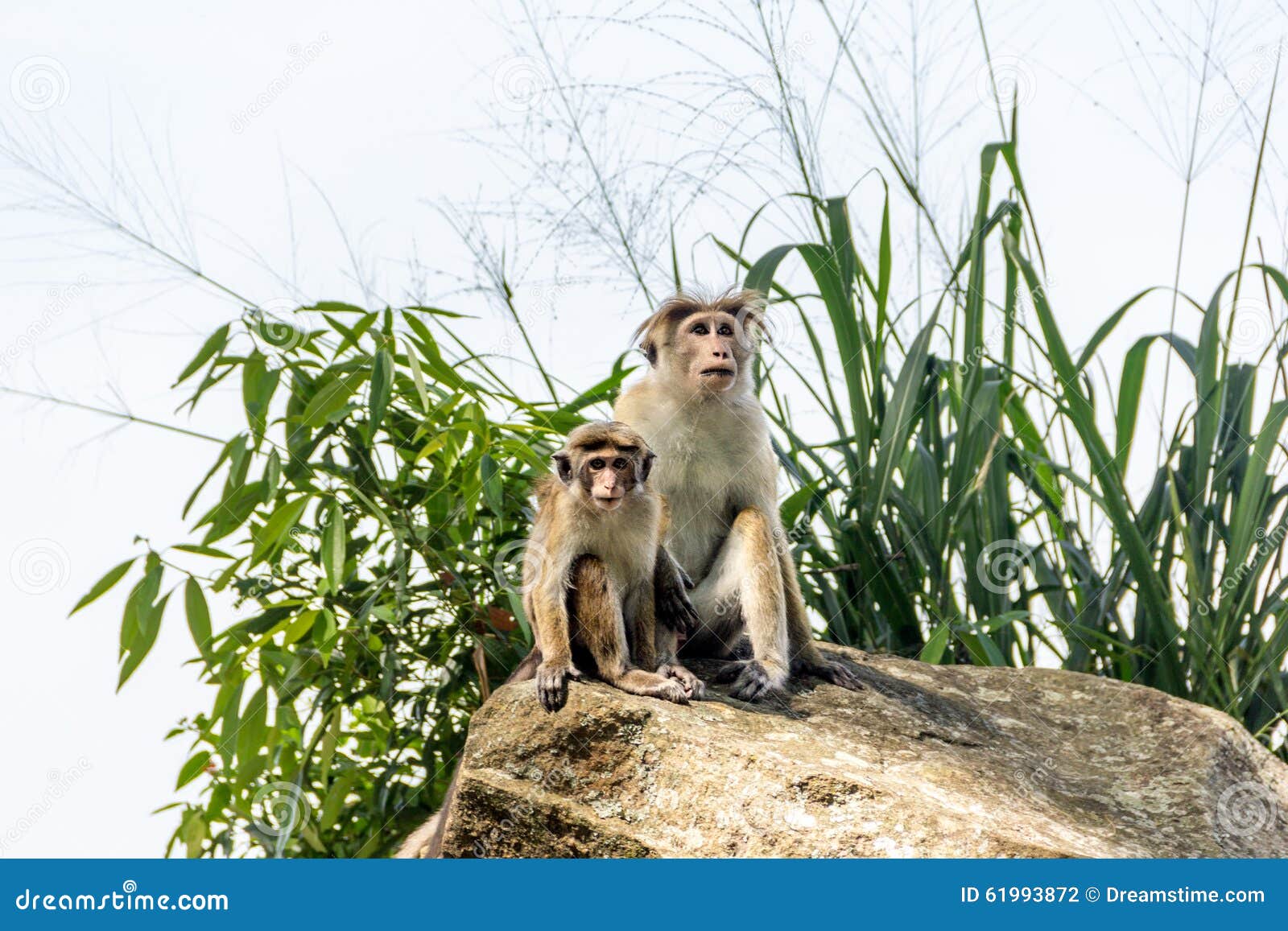 Apor arkivfoto. Bild av djurliv, livstid, angus, askfat - 61993872