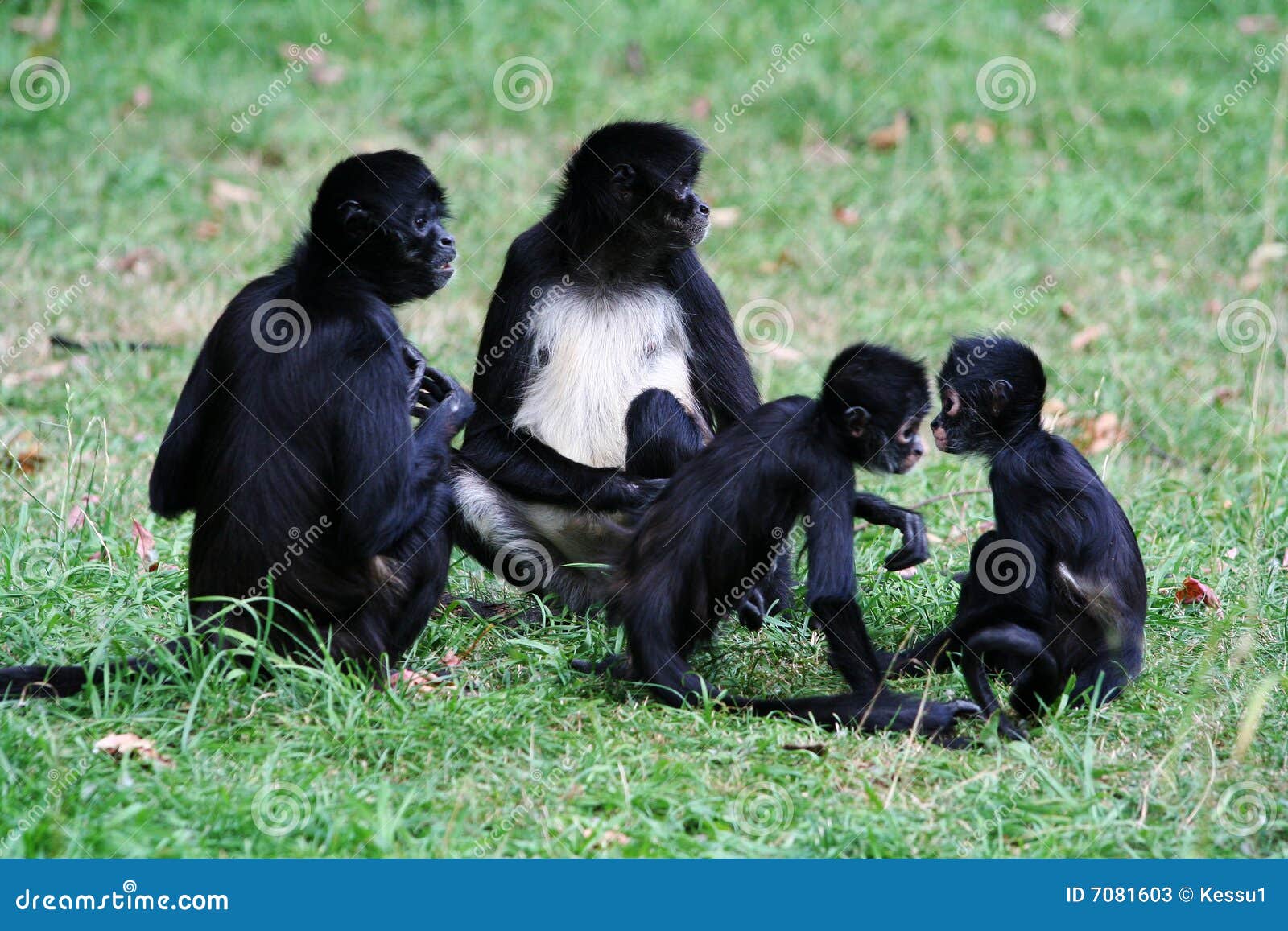Apor fotografering för bildbyråer. Bild av metall, hoppas - 7081603