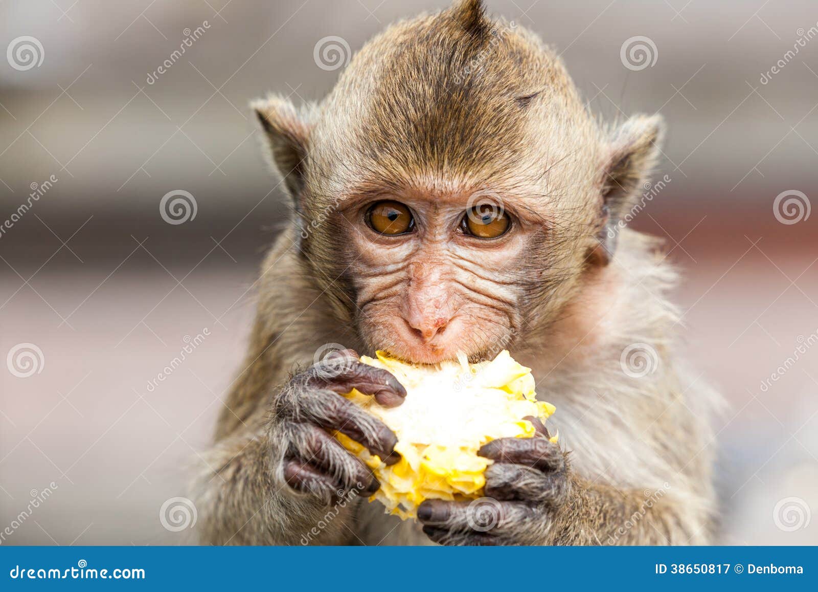 Apor av Thailand fotografering för bildbyråer. Bild av angus - 38650817