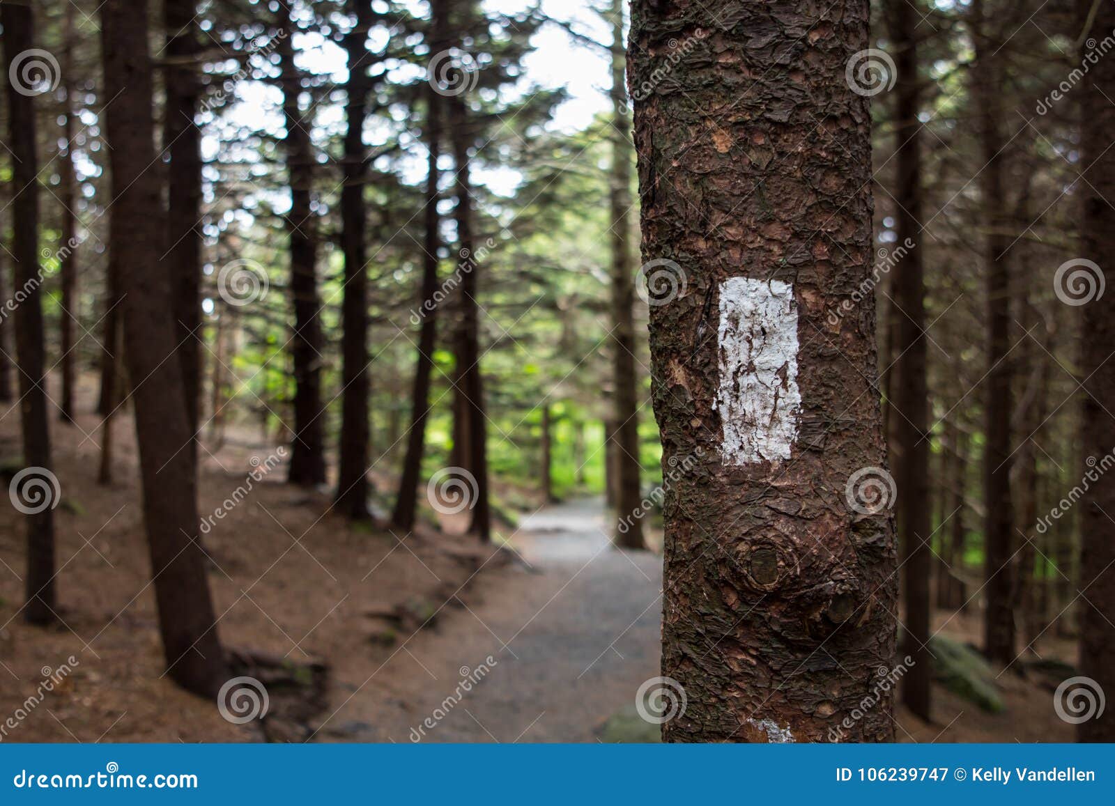 Appalachian Trail Blaze at Carvers Gap Stock Image - Image of mountains ... Appalachian Trail Blaze at Carvers Gap Stock Image - Image of mountains ...