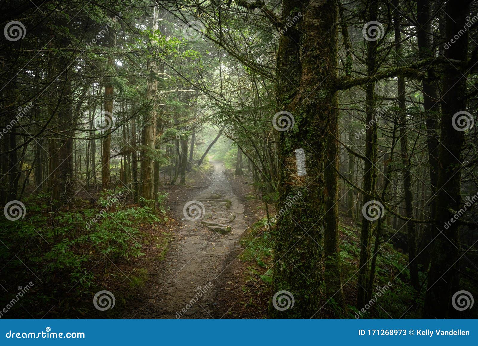 Appalachian Trail Blaze on Mossy Tree Stock Image - Image of close ...
