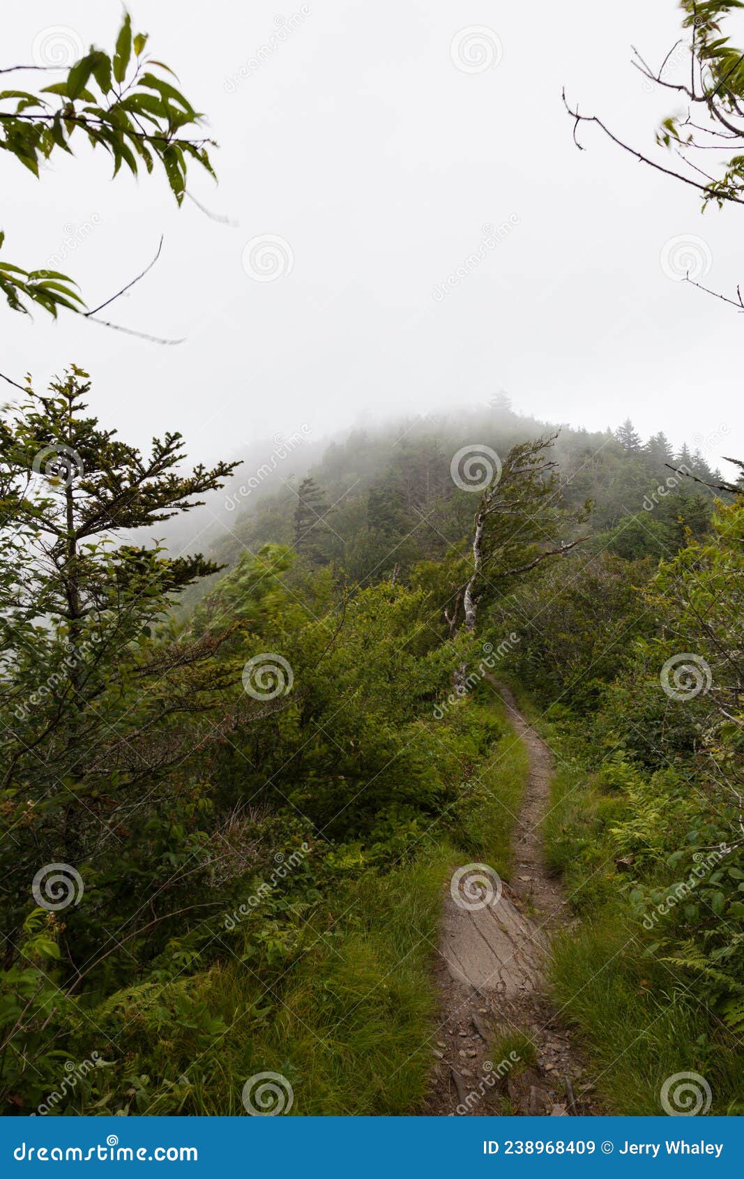 Appalachian Trail Environment at High Elevation in the Smokies Stock ...