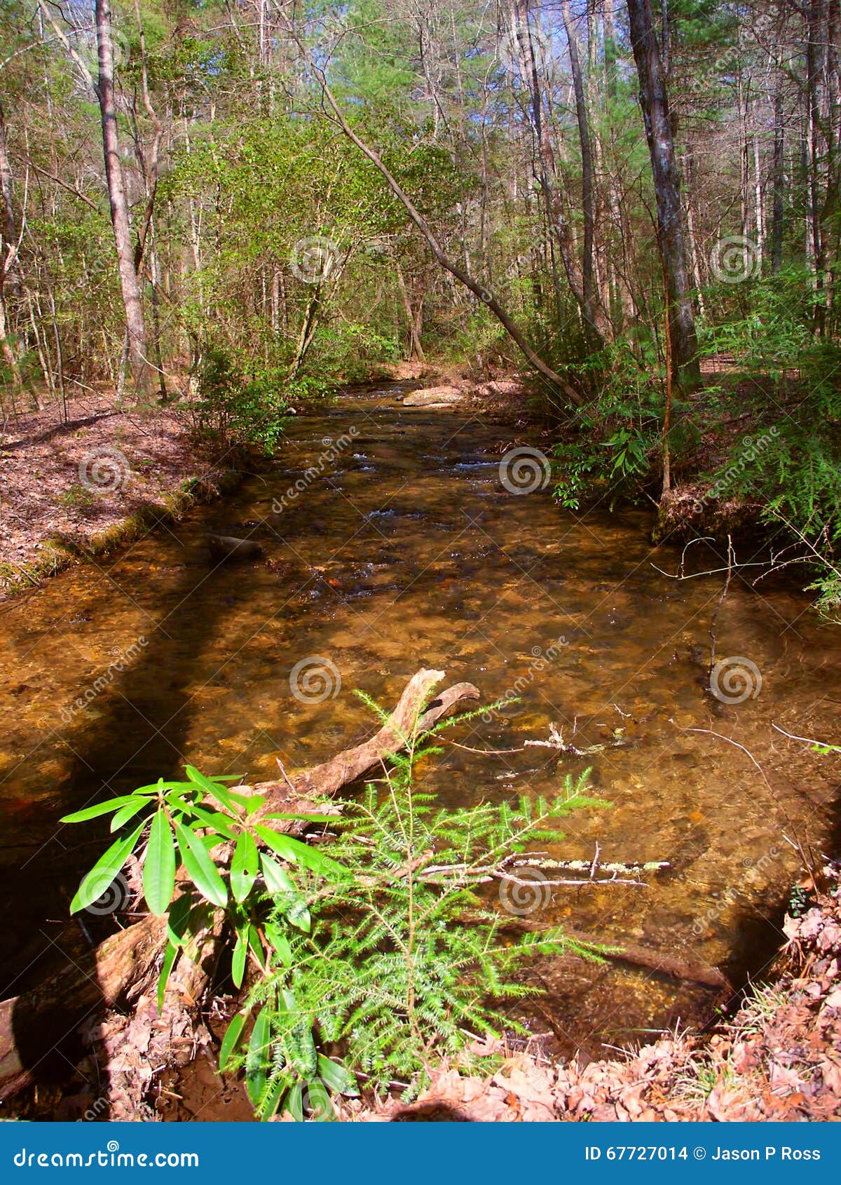 Appalachian Trail Stream Georgia Stock Photo - Image of place, south ...