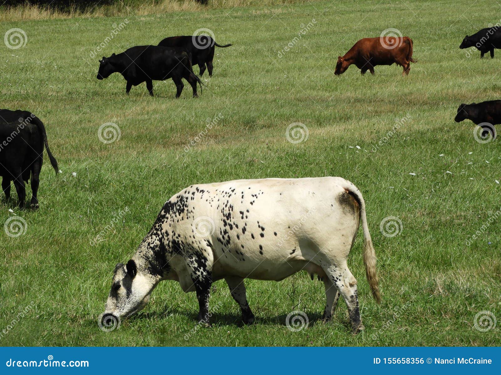 Speckled Park Cow in Cattle Field in FingerLakes Stock Photo - Image of ...