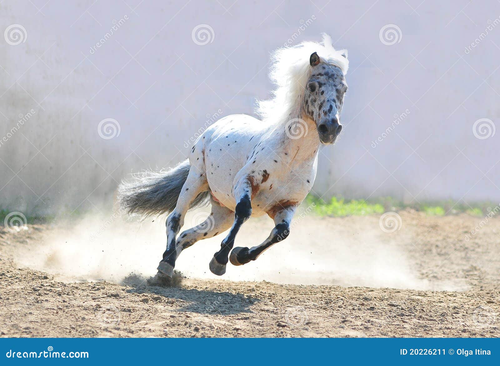 Appaloosa Pony Running Stock Image - Image: 20226211
