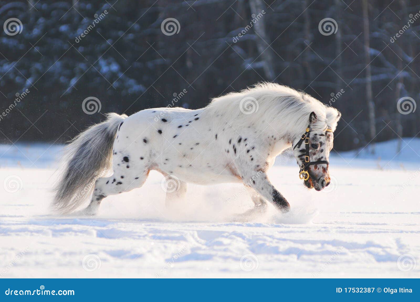 Appaloosa Pony Running in Field Stock Image - Image of mammal, moving ...