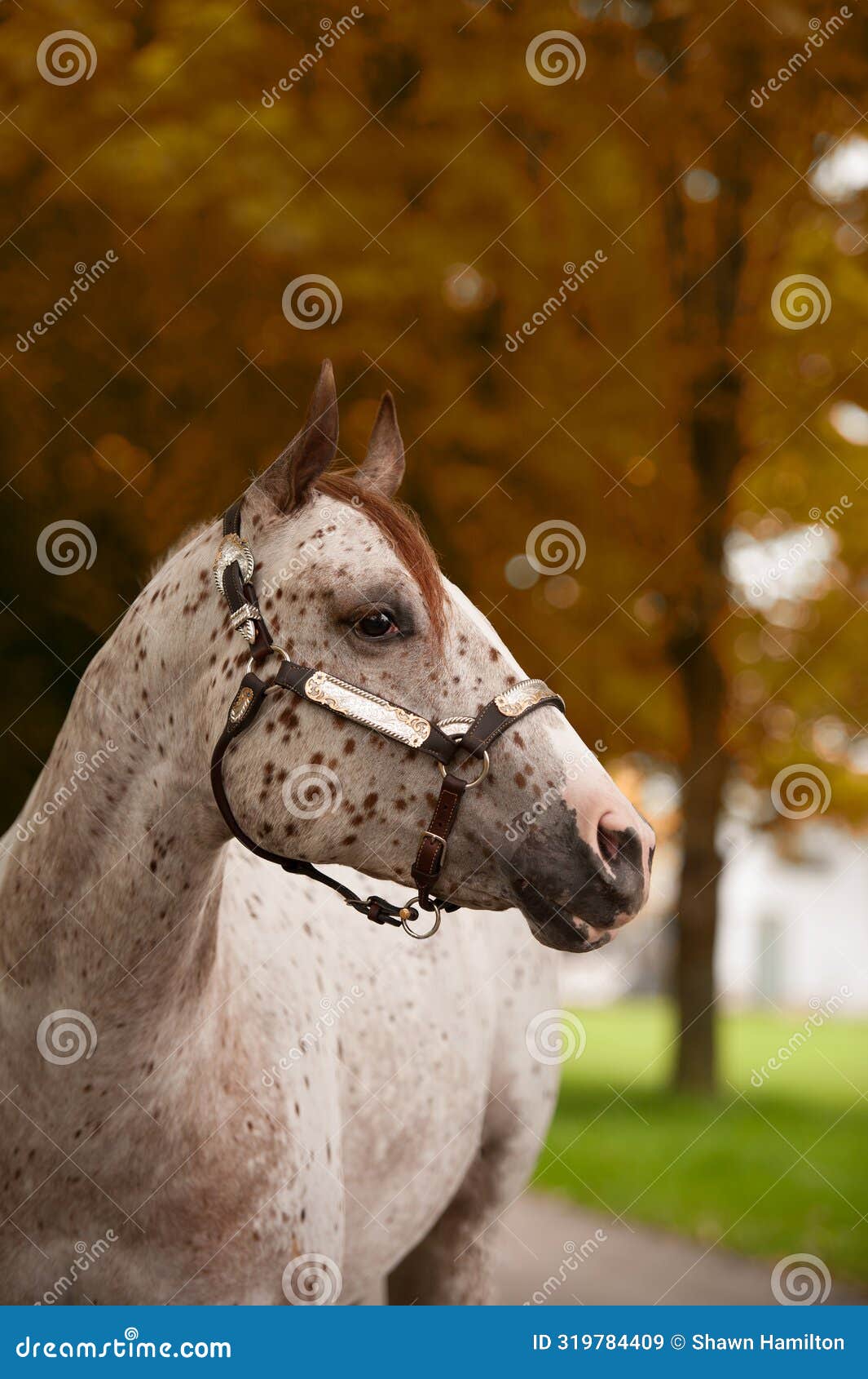 Appaloosa Horse Portrait Headshot of Appaloosa Horse with Spots and ...