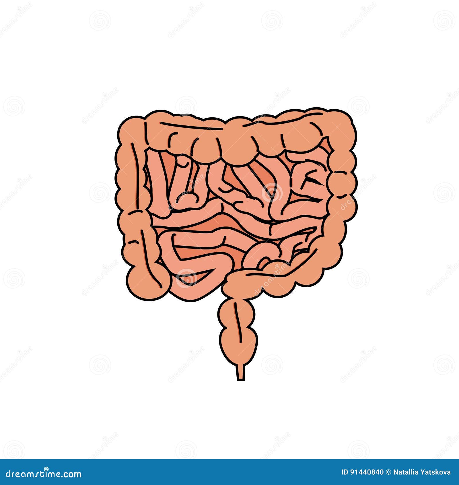 Apparato Digerente Umano Dell'intestino Illustrazione Vettoriale ...