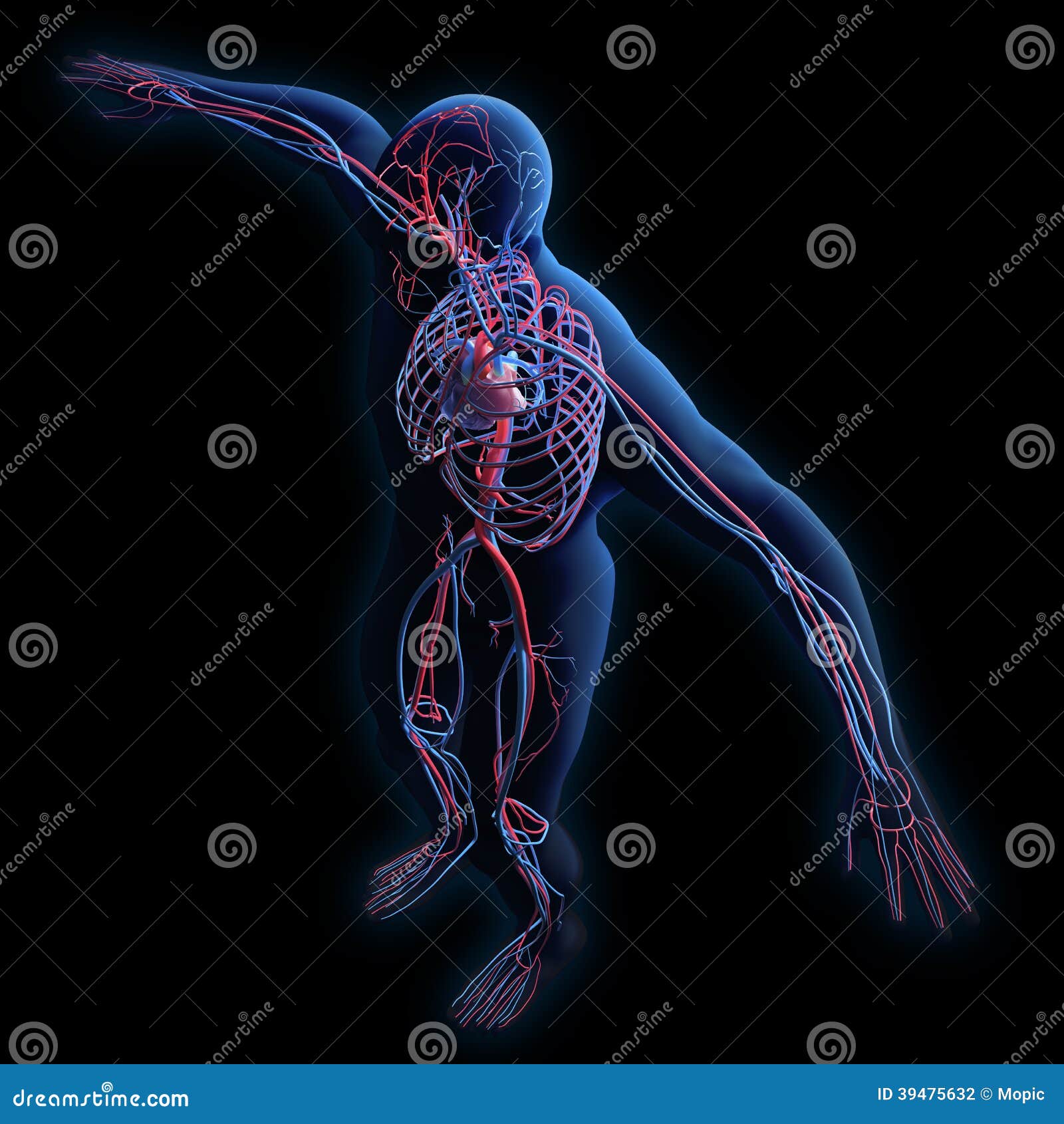 Appareil Circulatoire Humain Illustration Stock - Illustration du ...