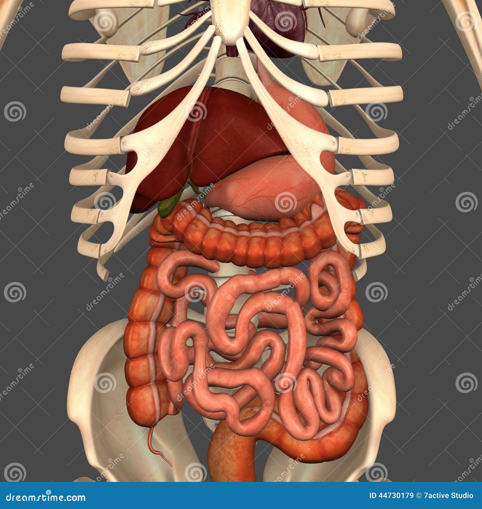 Appareil digestif illustration stock. Illustration du masculin - 44730179