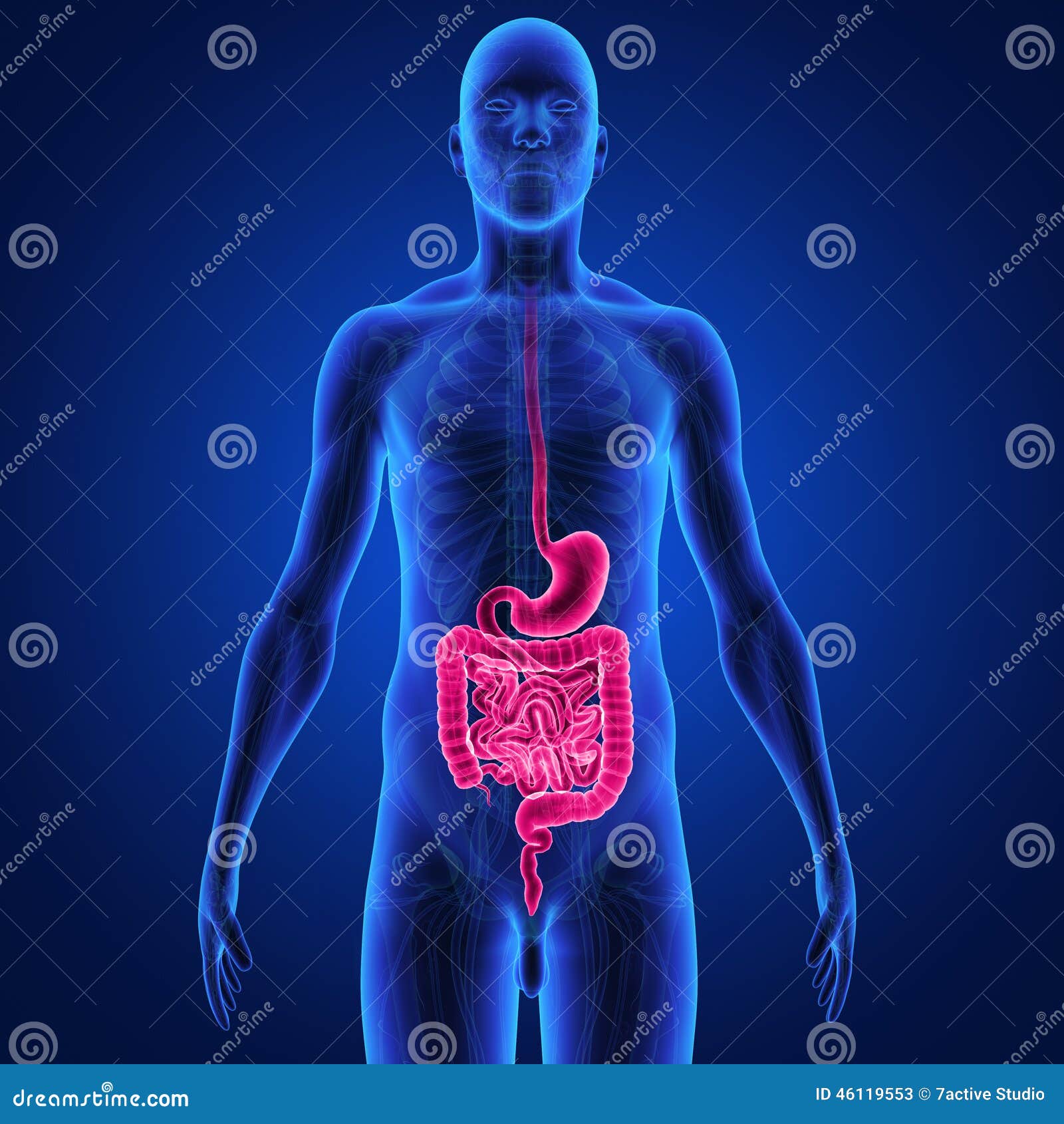 Appareil digestif illustration stock. Illustration du sommaire - 46119553