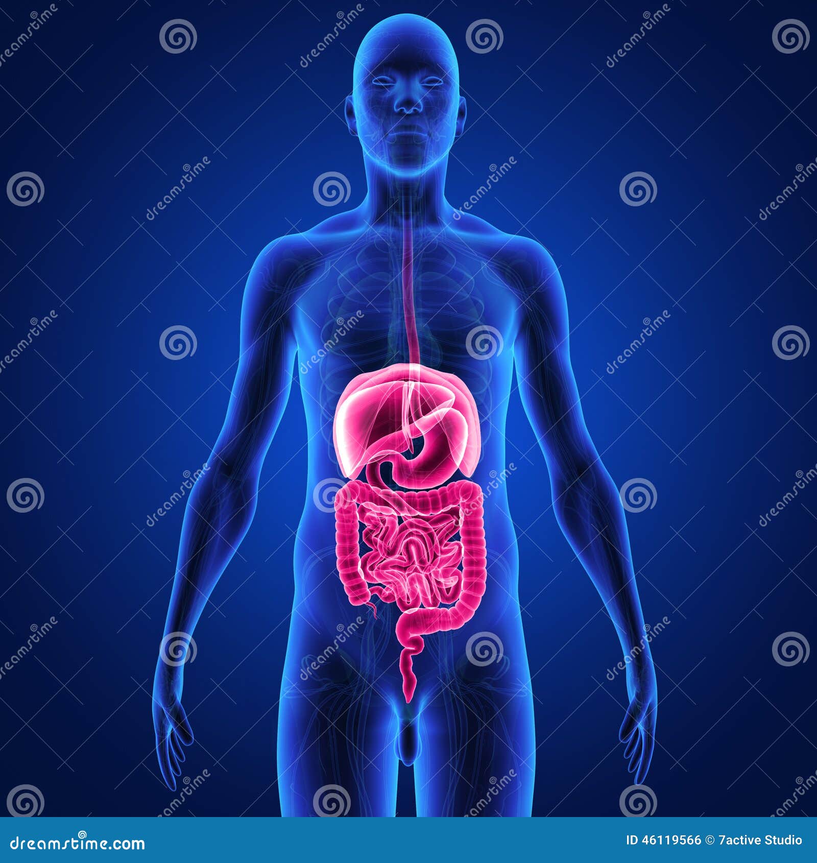 Appareil digestif illustration stock. Illustration du anatomie - 46119566