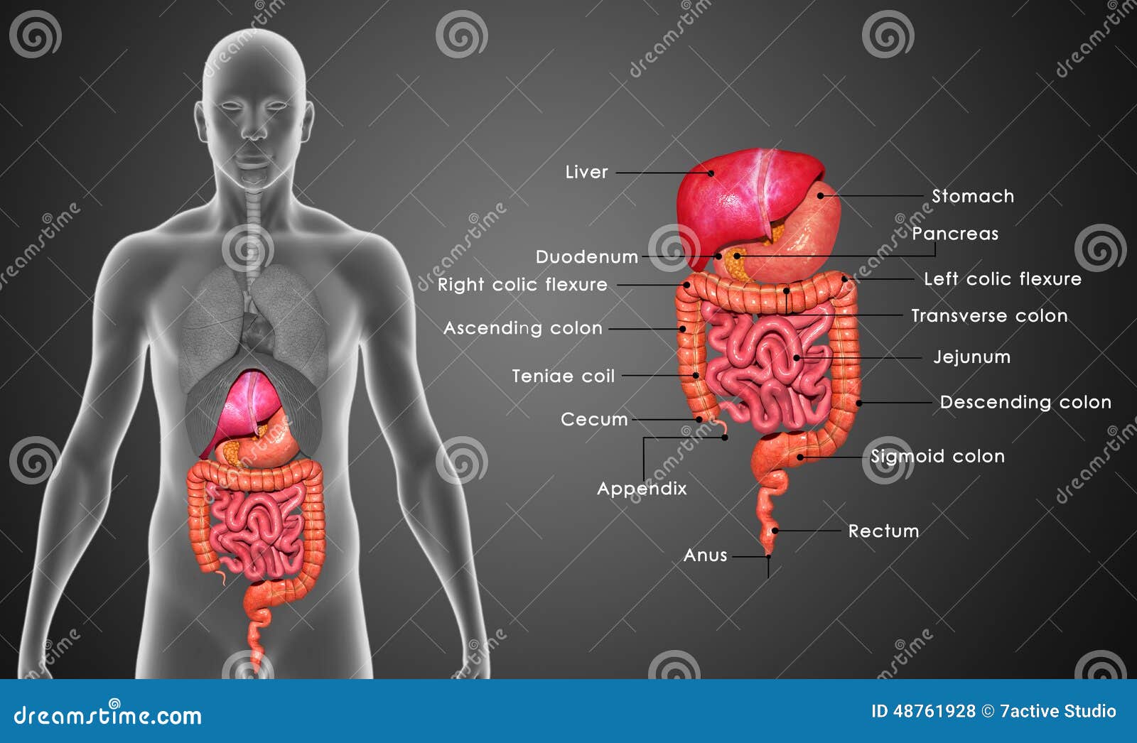Appareil digestif illustration stock. Illustration du humain - 48761928
