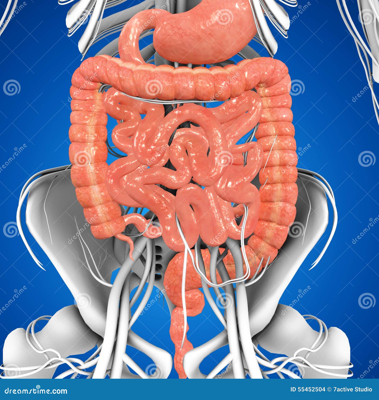 Appareil digestif illustration stock. Illustration du biologie - 55452504