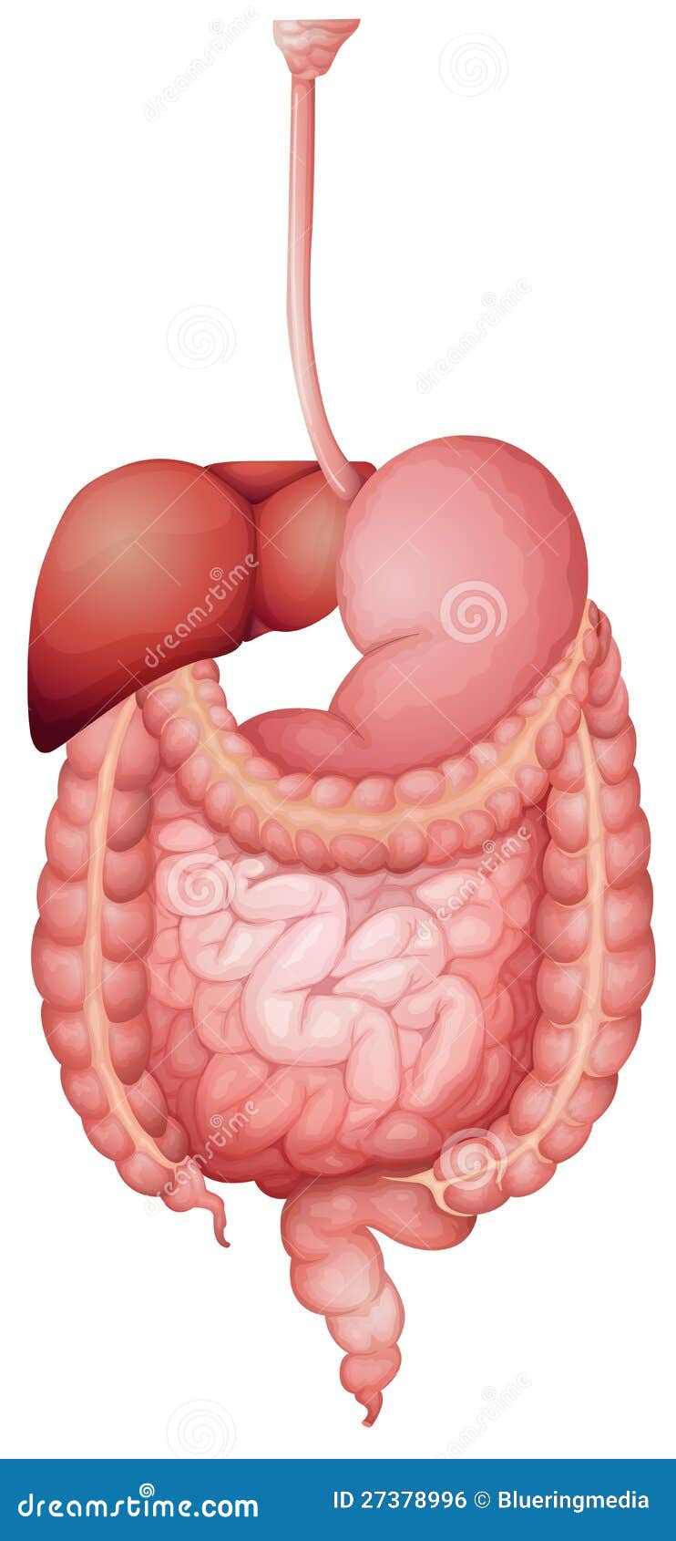 Appareil digestif humain illustration stock. Illustration du bouche ...