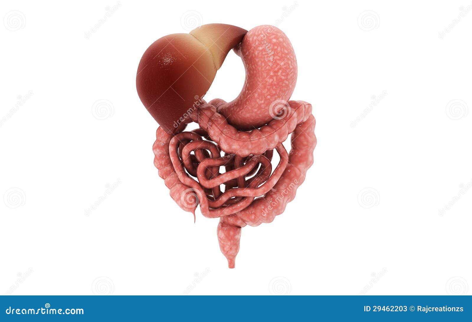 Appareil digestif humain image stock. Image du illustration - 29462203