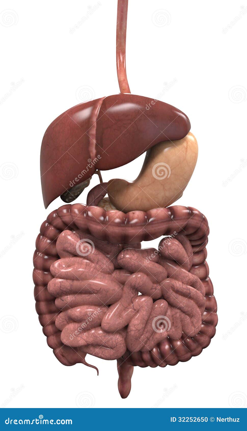 Appareil digestif humain illustration stock. Illustration du ...