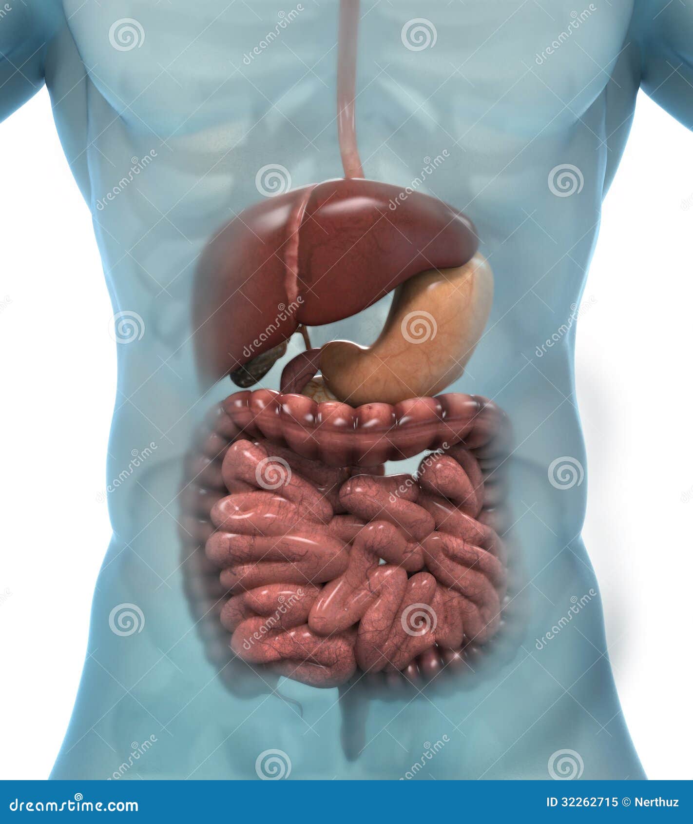 Appareil digestif humain illustration stock. Illustration du santé ...