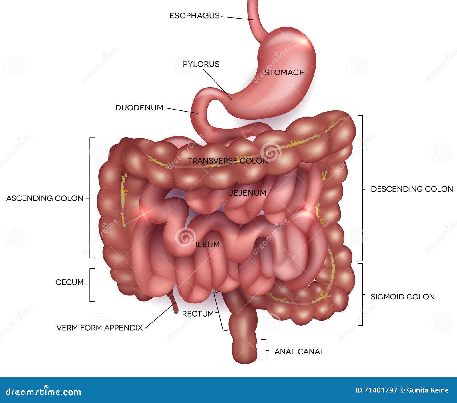 Appareil Gastro-intestinal Avec La Description Illustration de Vecteur ...