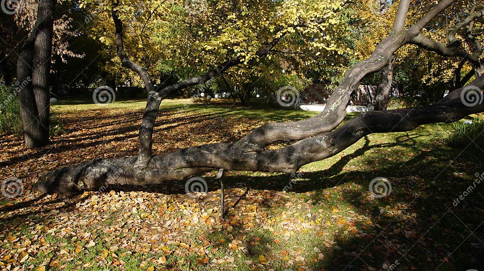 A Tilted Tree in an Autumn Park Stock Photo - Image of wood, wildlife ...