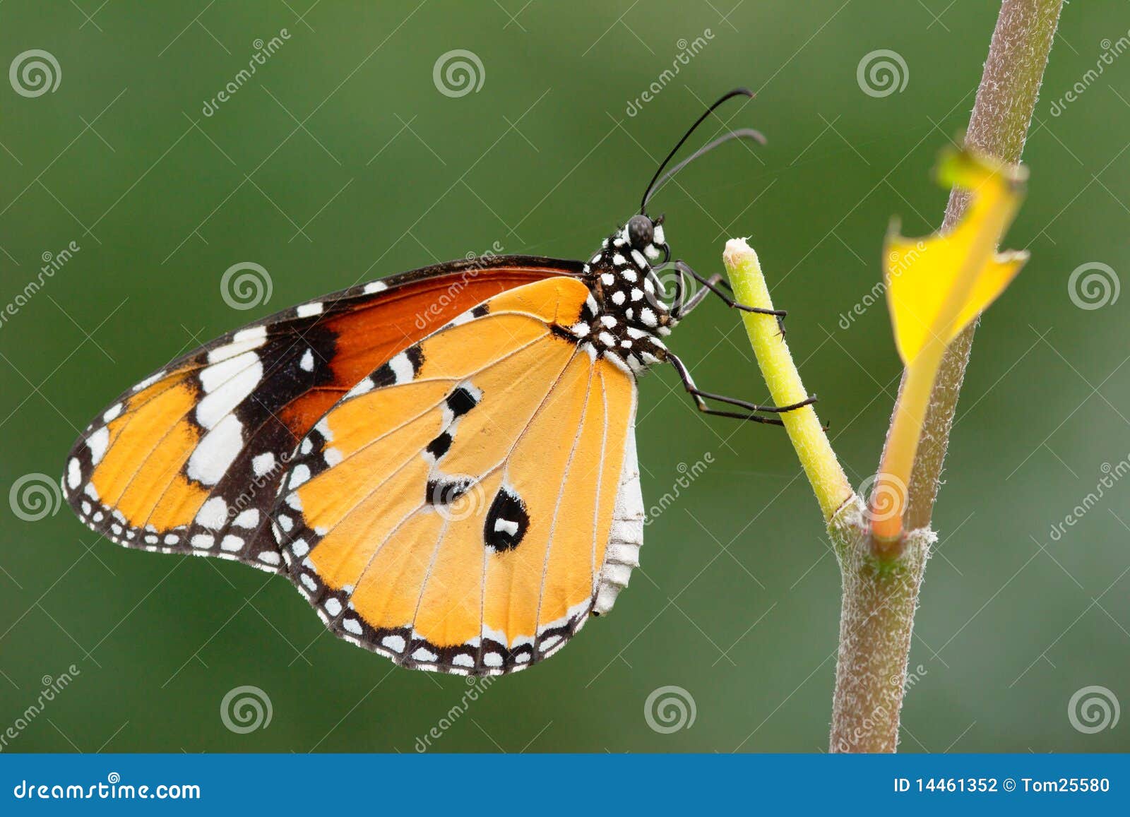 Appealing Butterfly on a Plant Stock Photo - Image of kenya, butterfly ...