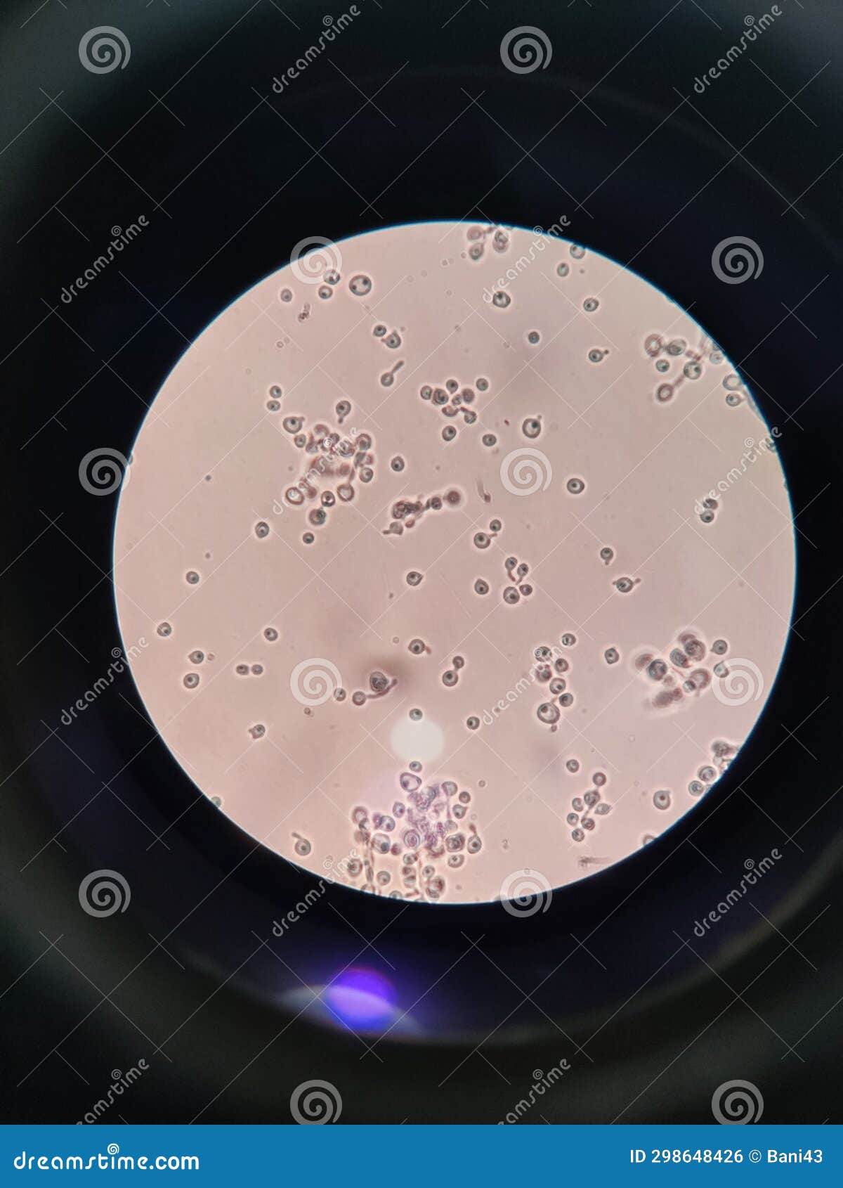 Appearance of Bacteria Using a Microscope Stock Photo - Image of ...