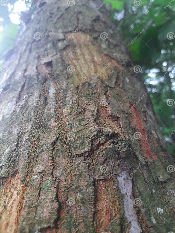 The Appearance of the Bark of a Tree Stock Image - Image of abstract ...