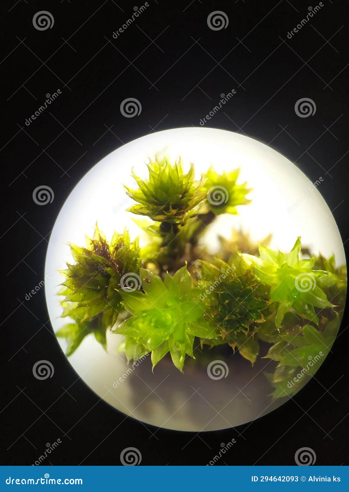 Appearance of Bryum Moss when Viewed Under a Stereo Microscope Stock ...