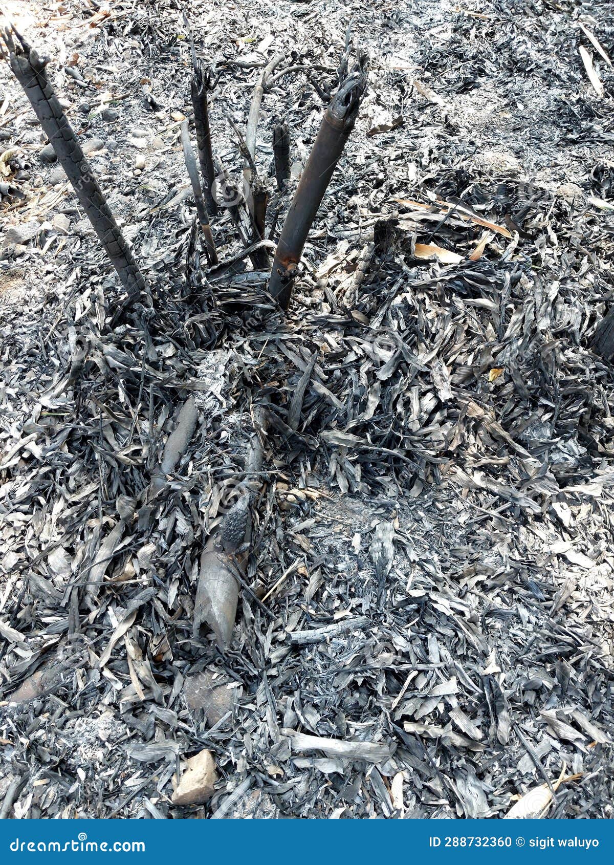 The Appearance of Charred Trees and Bamboo Leaves Stock Photo - Image ...