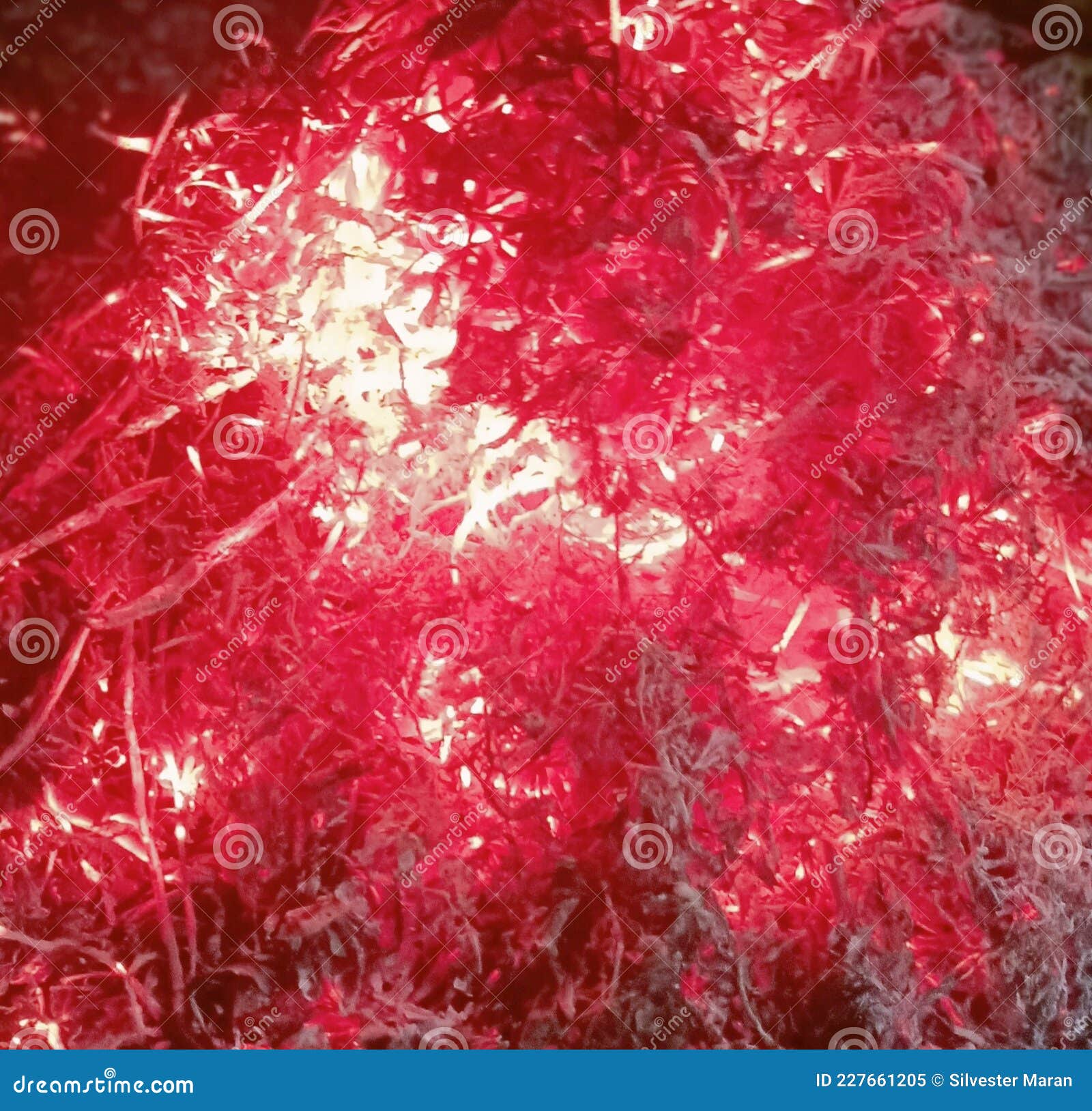 Silver Maran Stock Photos - Free & Royalty-Free Stock Photos from ...