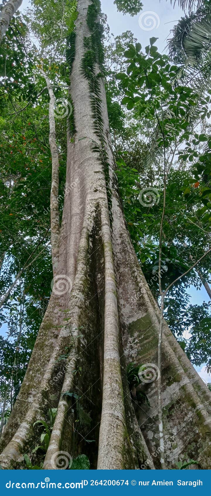 Appearance of a Giant Tree in the Interior of North Sumatra Stock Photo ...