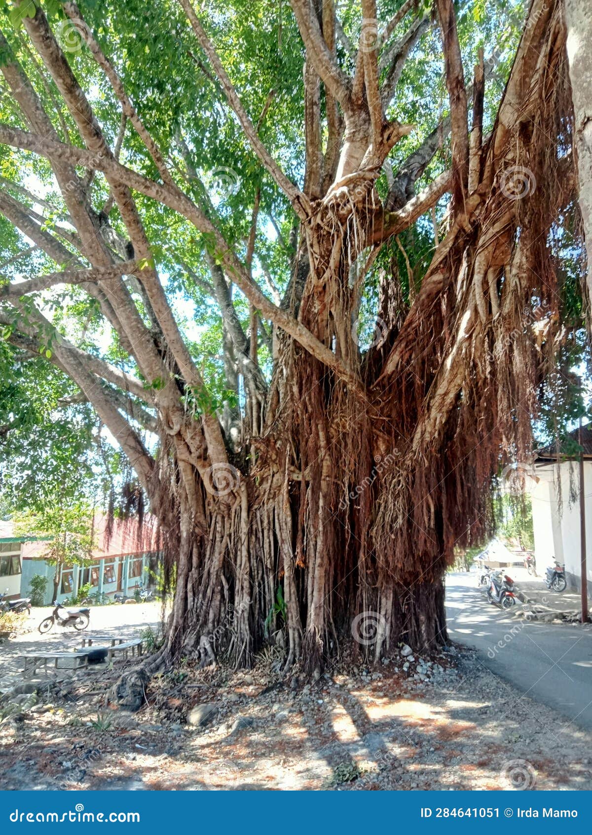 The Appearance of a Large Banyan Tree Hundreds of Years Old Stock Image ...