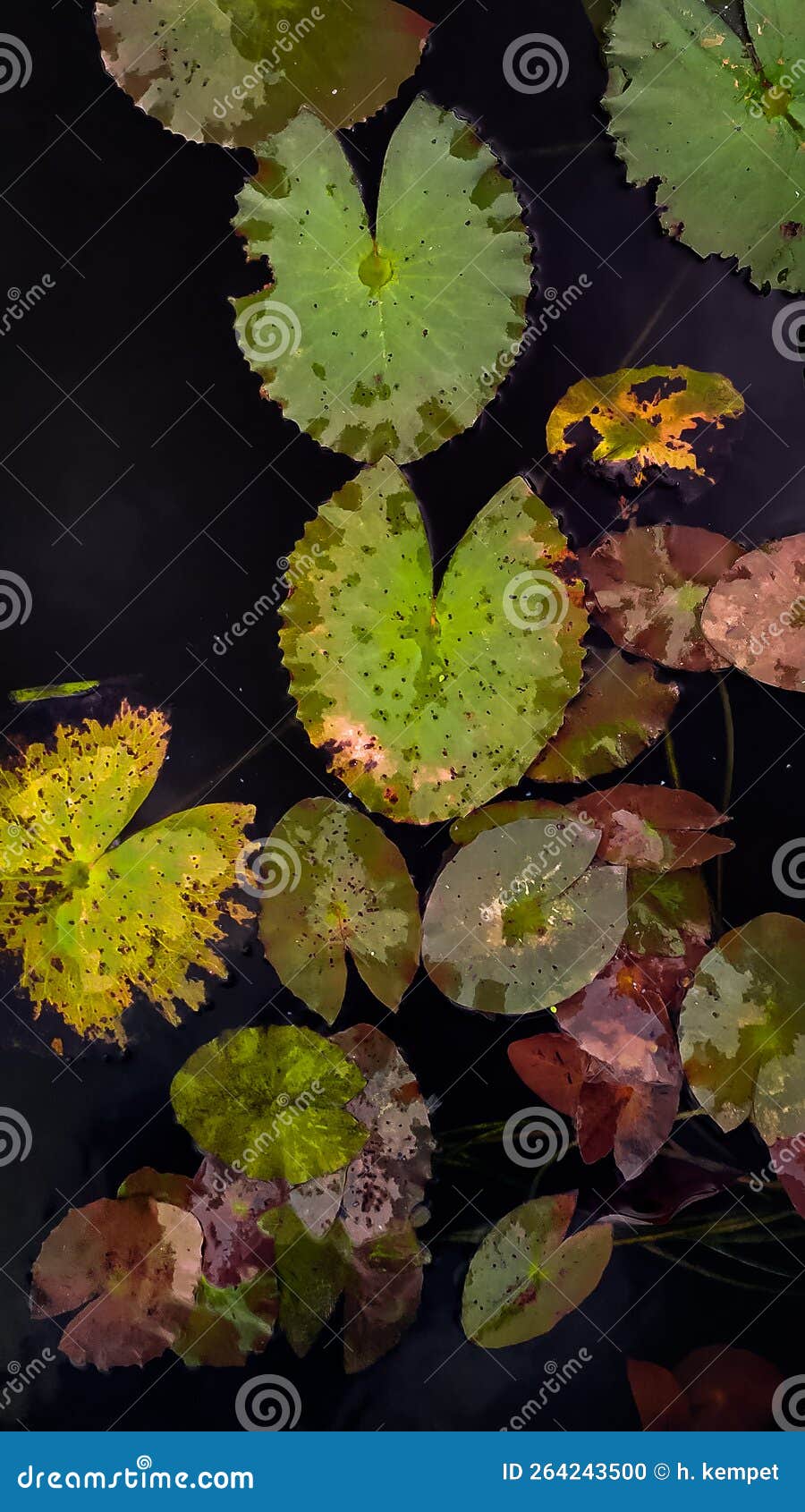 The APPEARANCE of the LOTUS LEAF on the SURFACE of the WATER Stock ...