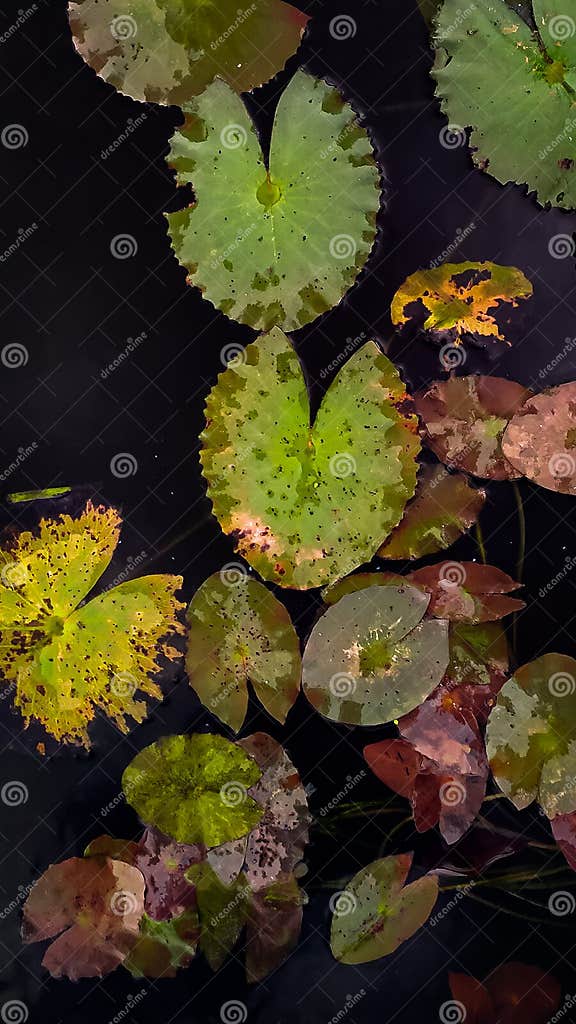 The APPEARANCE of the LOTUS LEAF on the SURFACE of the WATER Stock ...