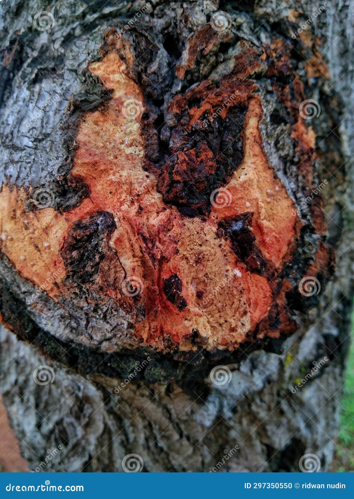 Appearance of Mango Tree Bark Stock Photo - Image of mango, bark: 297350550