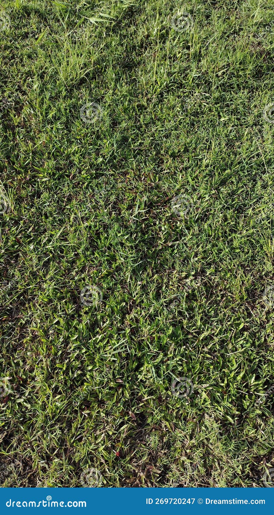 The Appearance of the Morning Grass Illuminated by the Sun Stock Image ...