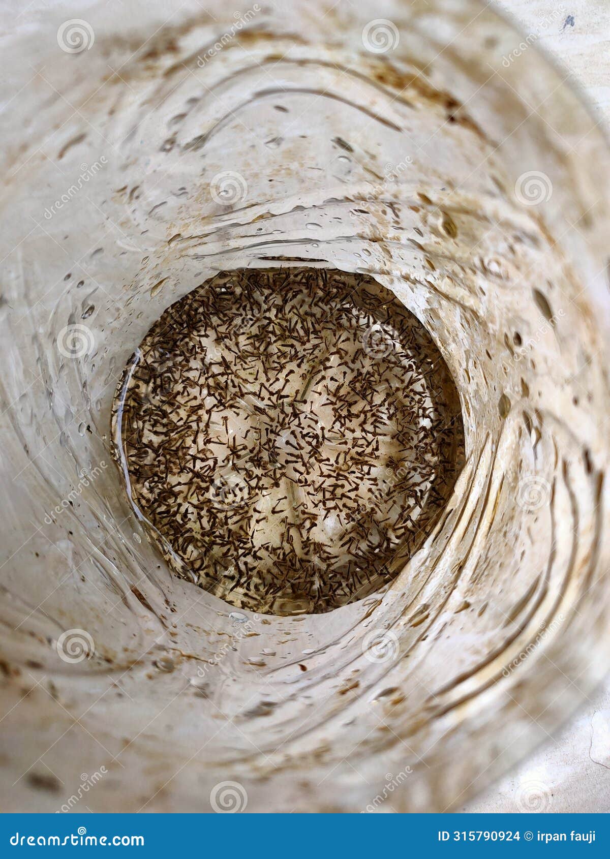 The Appearance of Mosquito Larvae in a Bottle Stock Photo - Image of ...