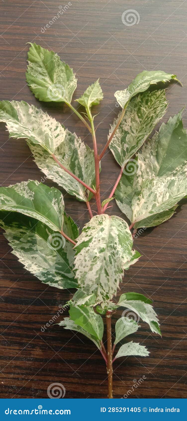 The Appearance of the Shoe Flower Leaves is so Attractive Stock Image ...