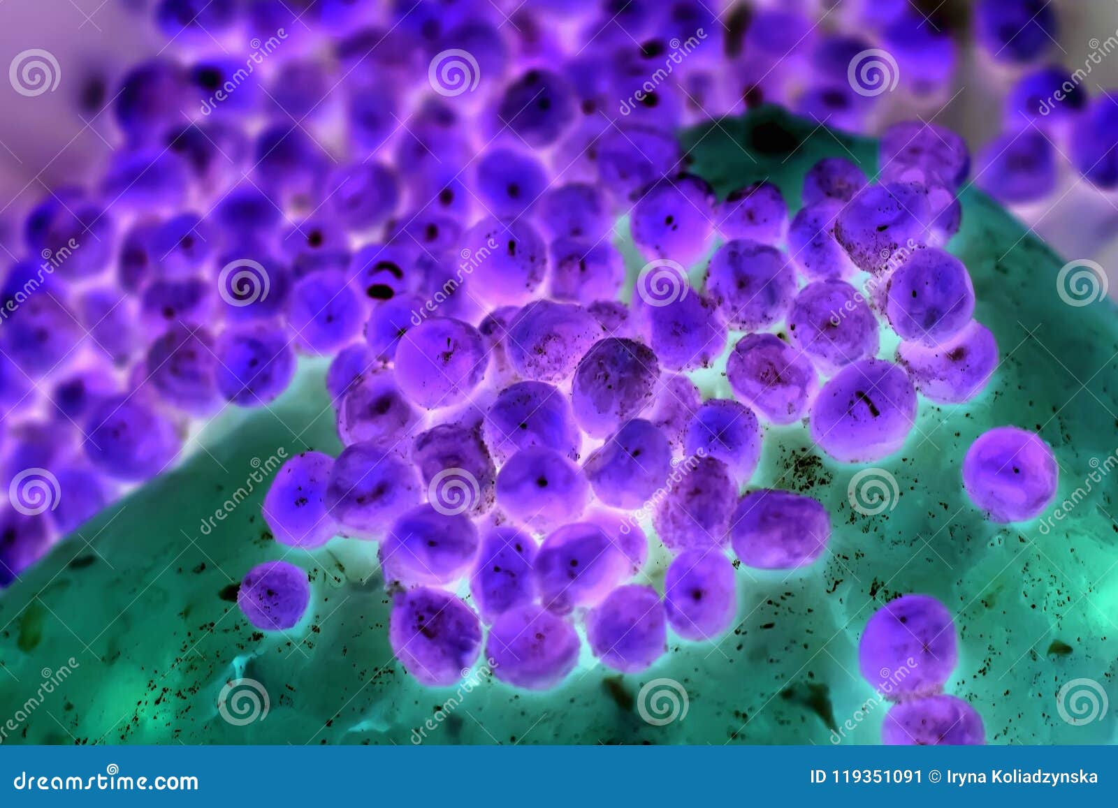 Bacteria or Cells Under a Microscope, Cells of the Virus Under a Stock ...