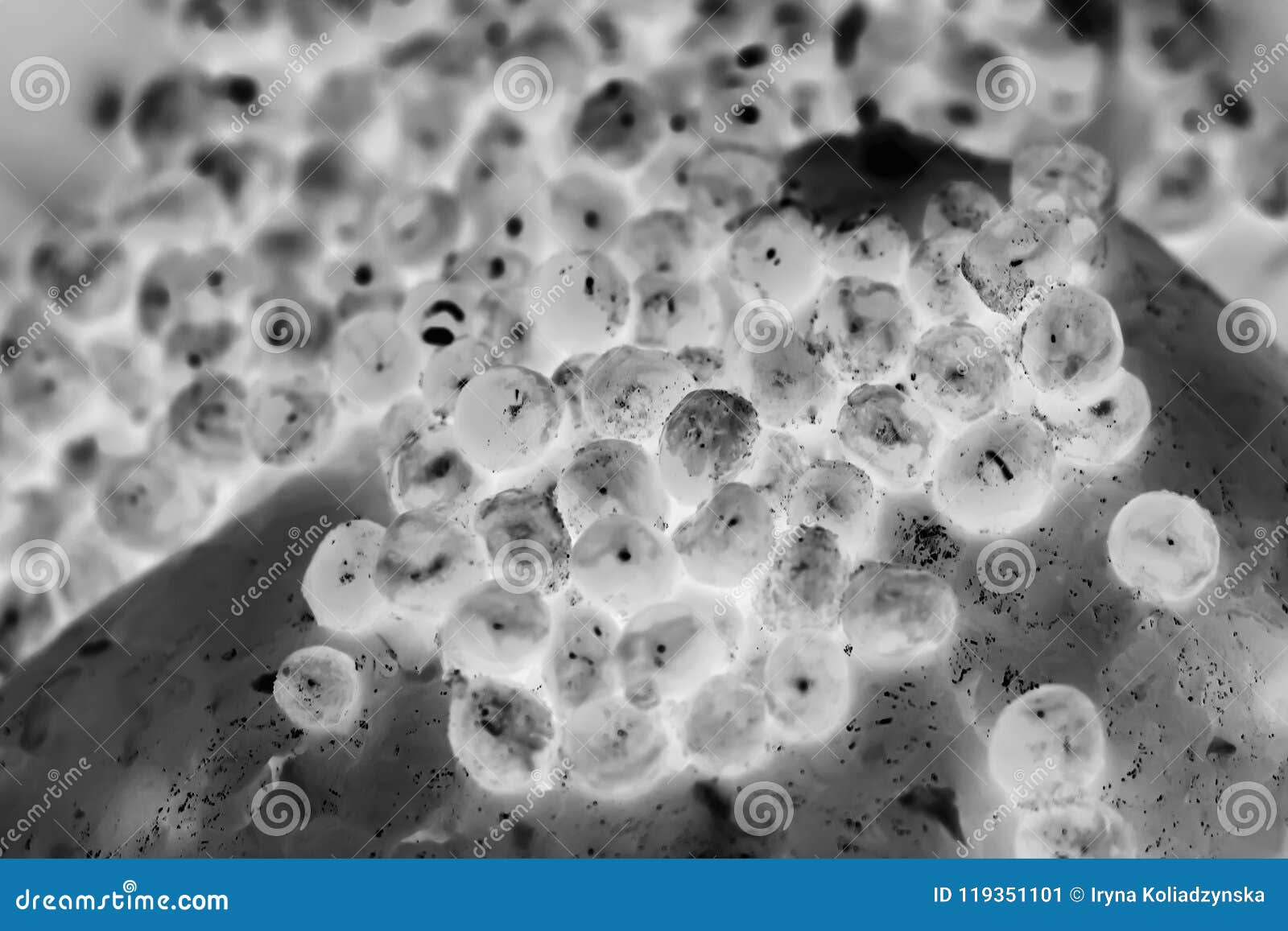 Bacteria or Cells Under a Microscope, Cells of the Virus Under a Stock ...